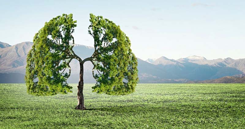 Día mundial del aire limpio – Carbono Neutral